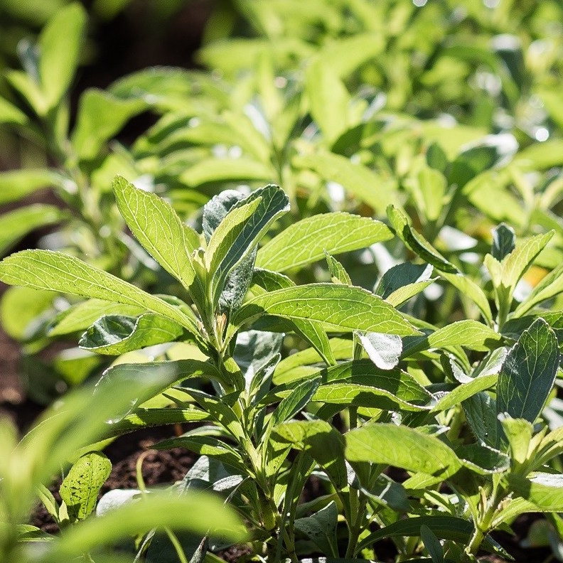 PureCircle Completes $42m Stevia Plant Expansion | Nosh.com